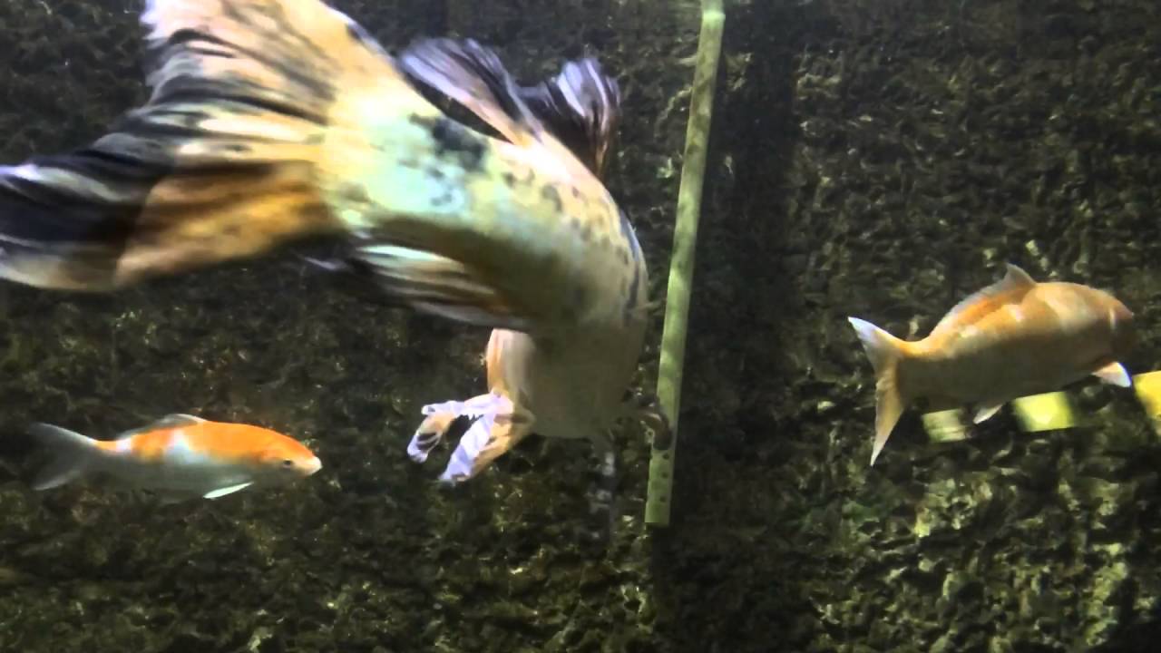 Acvariu Constanta - YouTube