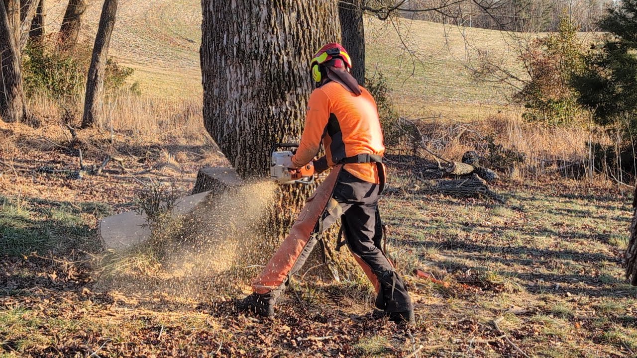 Dropping 112 yr old Ash tree - YouTube