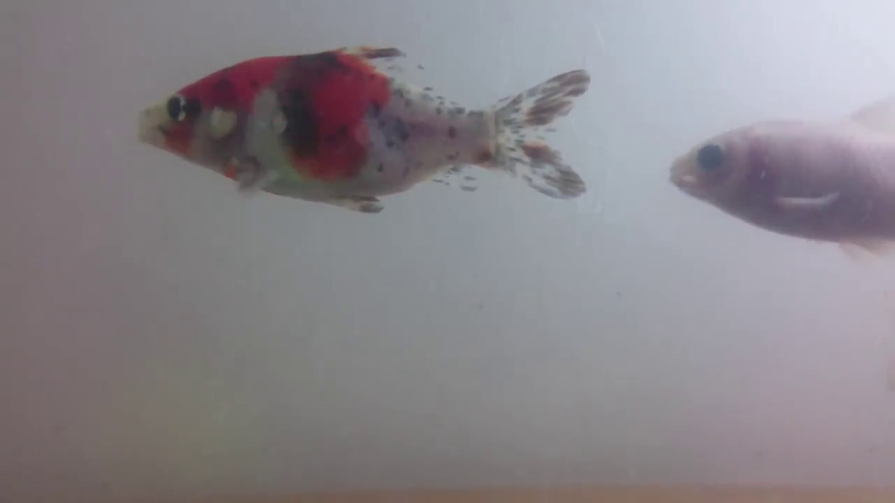 Fish Aquarium at home... Cute fishes small - YouTube