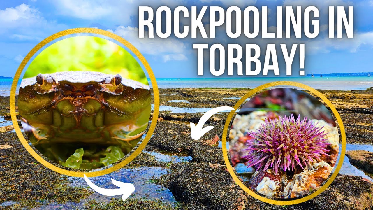 ROCKPOOLING For Crabs, Fish and More Interesting Sea Creatures in ...