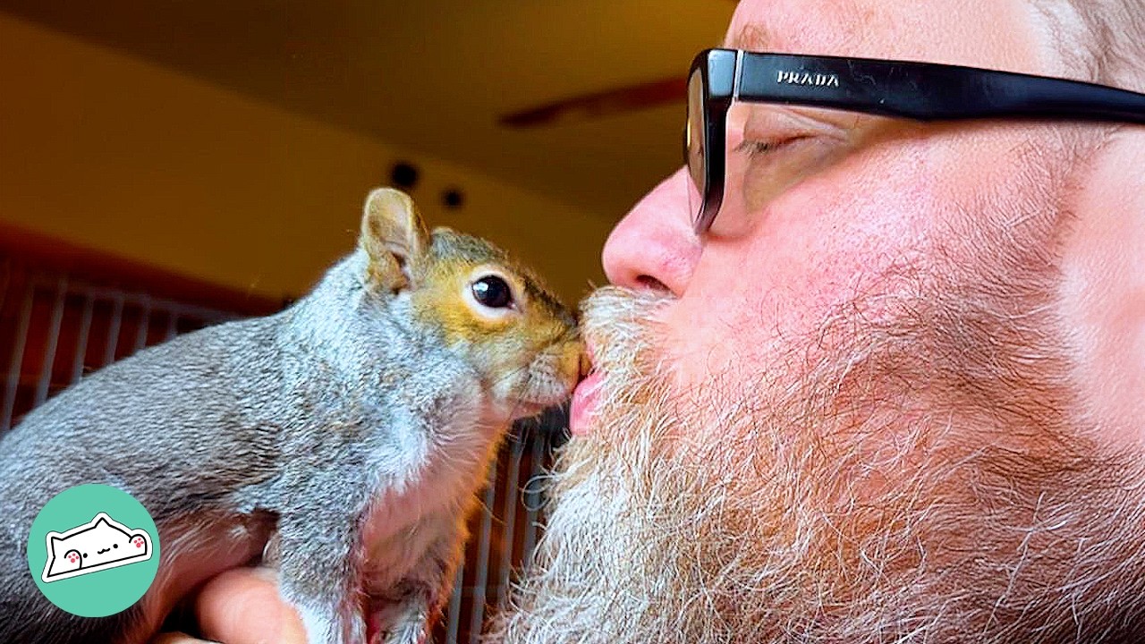 Man Brings Home A Baby Squirrel. Now He Lives On His Head | Cuddle ...