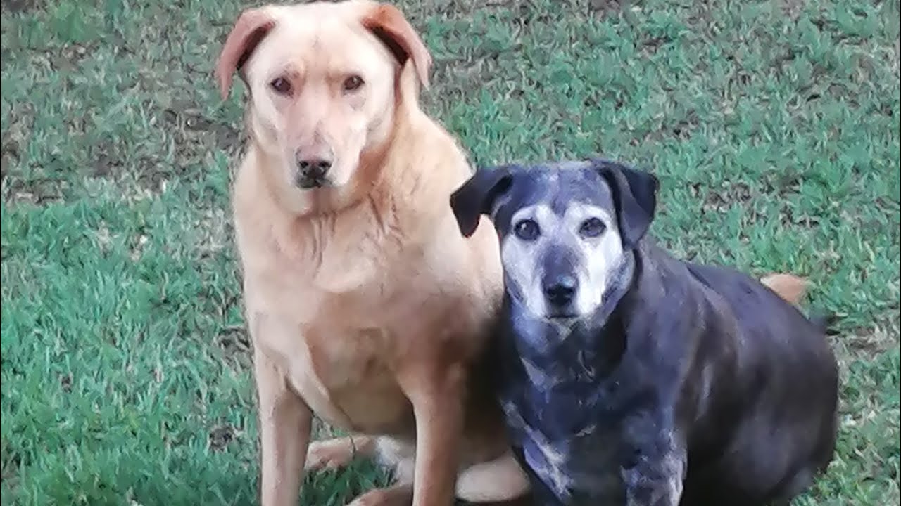 Shrine Of Will - Fudge Sake Stop Barking Now (Official Music Video) # ...