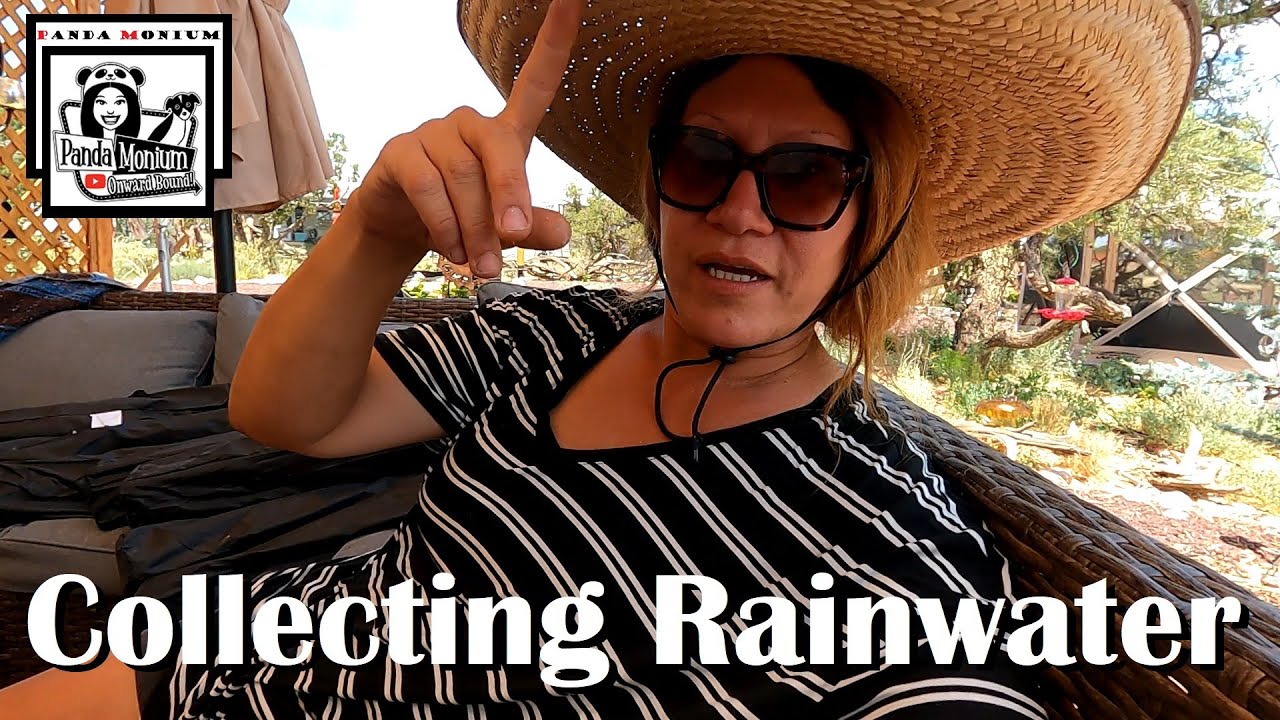 We Have Visitors & Collecting Rainwater From Shipping Container ...