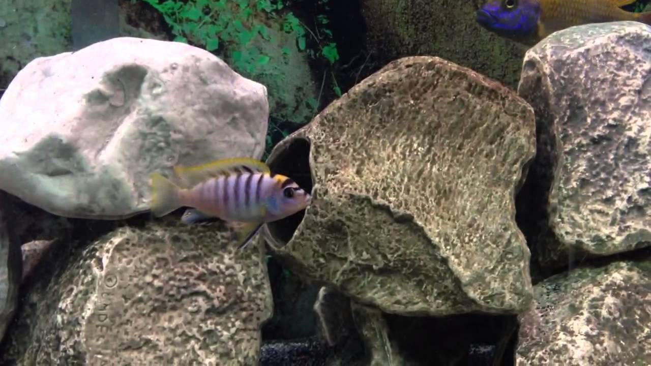Hongi Island Cichlid (Labidochromis sp. hongi - YouTube