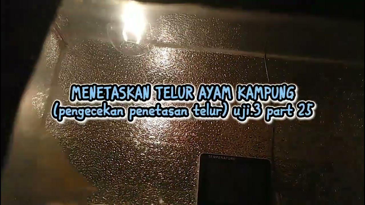 Pengecekan Penetasan Telur Ayam - Menetaskan Telur Ayam Kampung Uji.3 Part 25 - YouTube