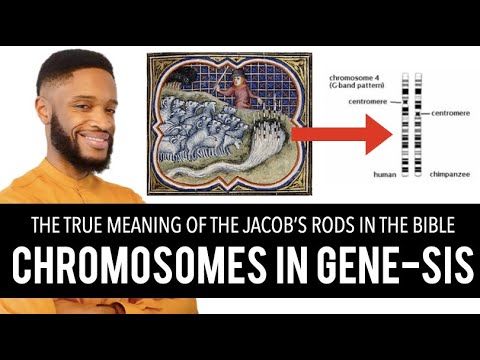 Chromosomes In Gene-Isis | The True Meaning Of Jacob's Rods | Genesis ...