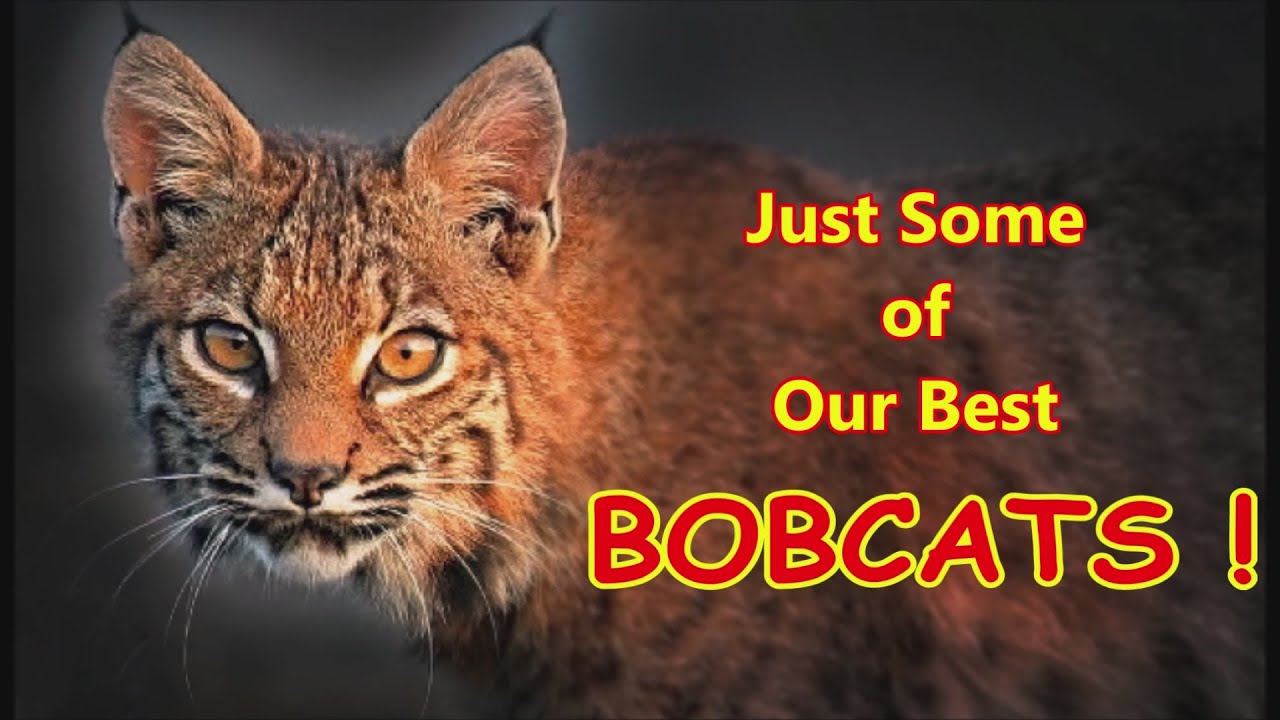 Some Best Bobcat Footage from the Archives - YouTube