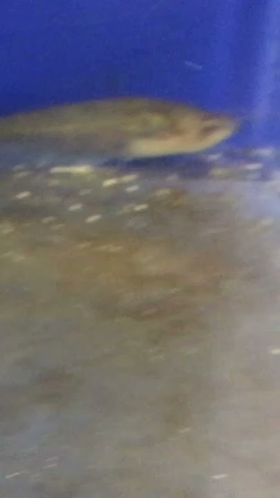 Golden ompok CAT fish😍 - YouTube