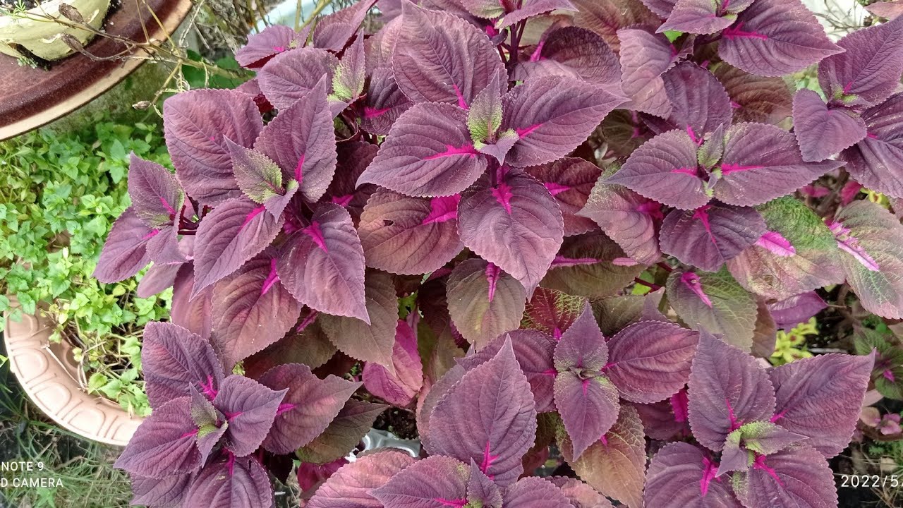 Garden Things Ep. 5 | Propagating Coleus (JOSEPH COAT) from cuttings ...