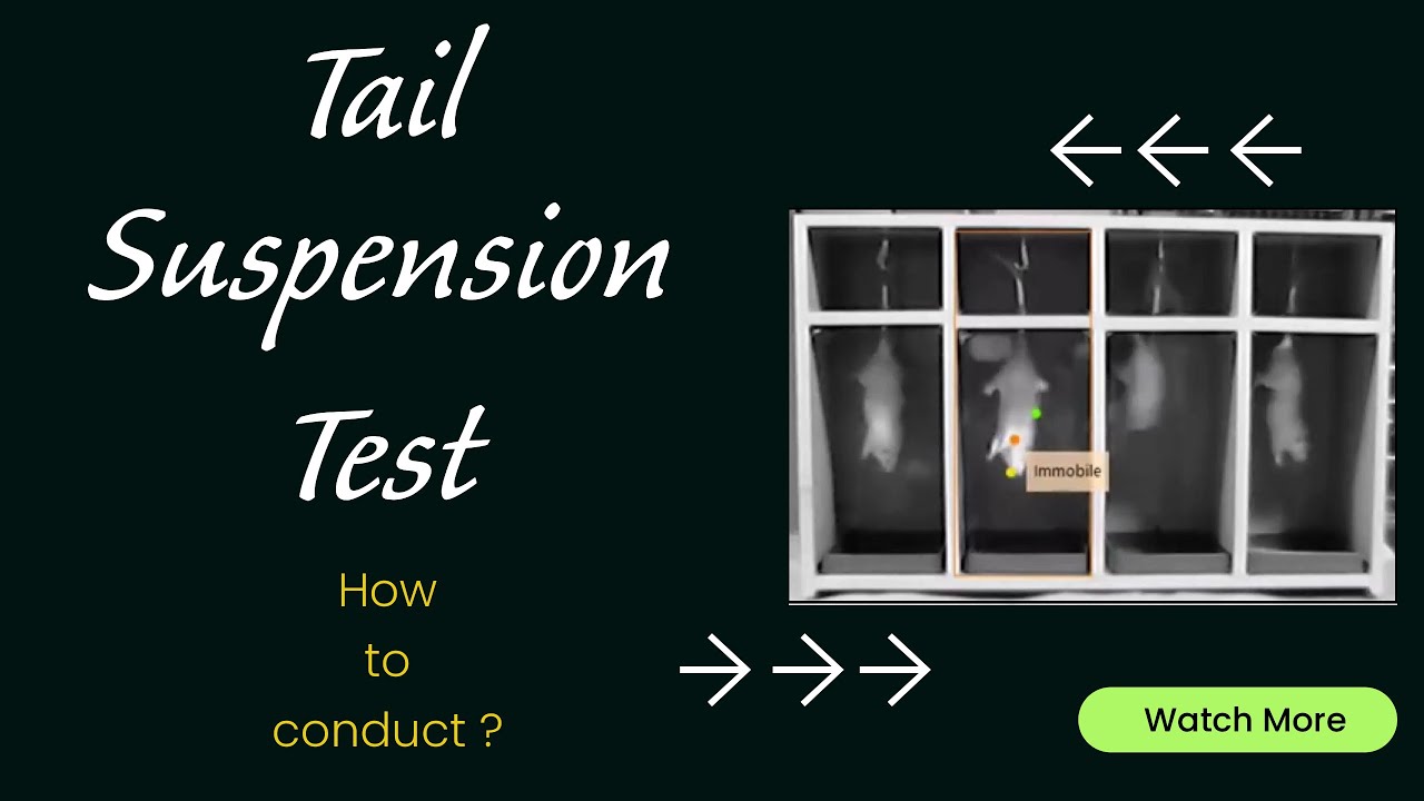 How to Conduct Tail Suspension Test for Depression Study - YouTube