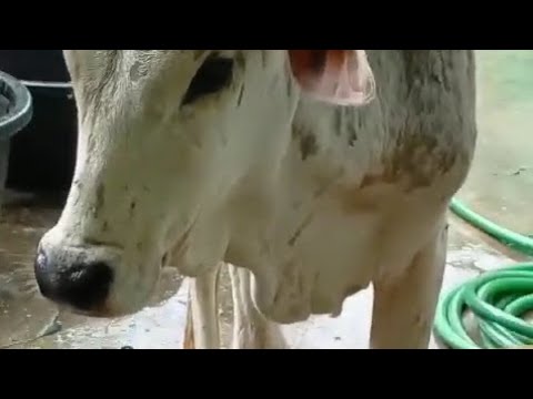 Calfs New Collections | New Calf Video | Viral video | Cows - YouTube