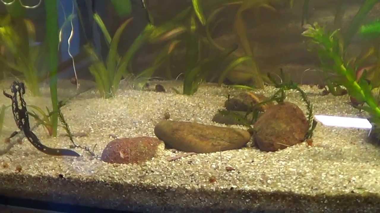 Cynops ensicauda popei (South Okinawa) or gold dust newt - YouTube
