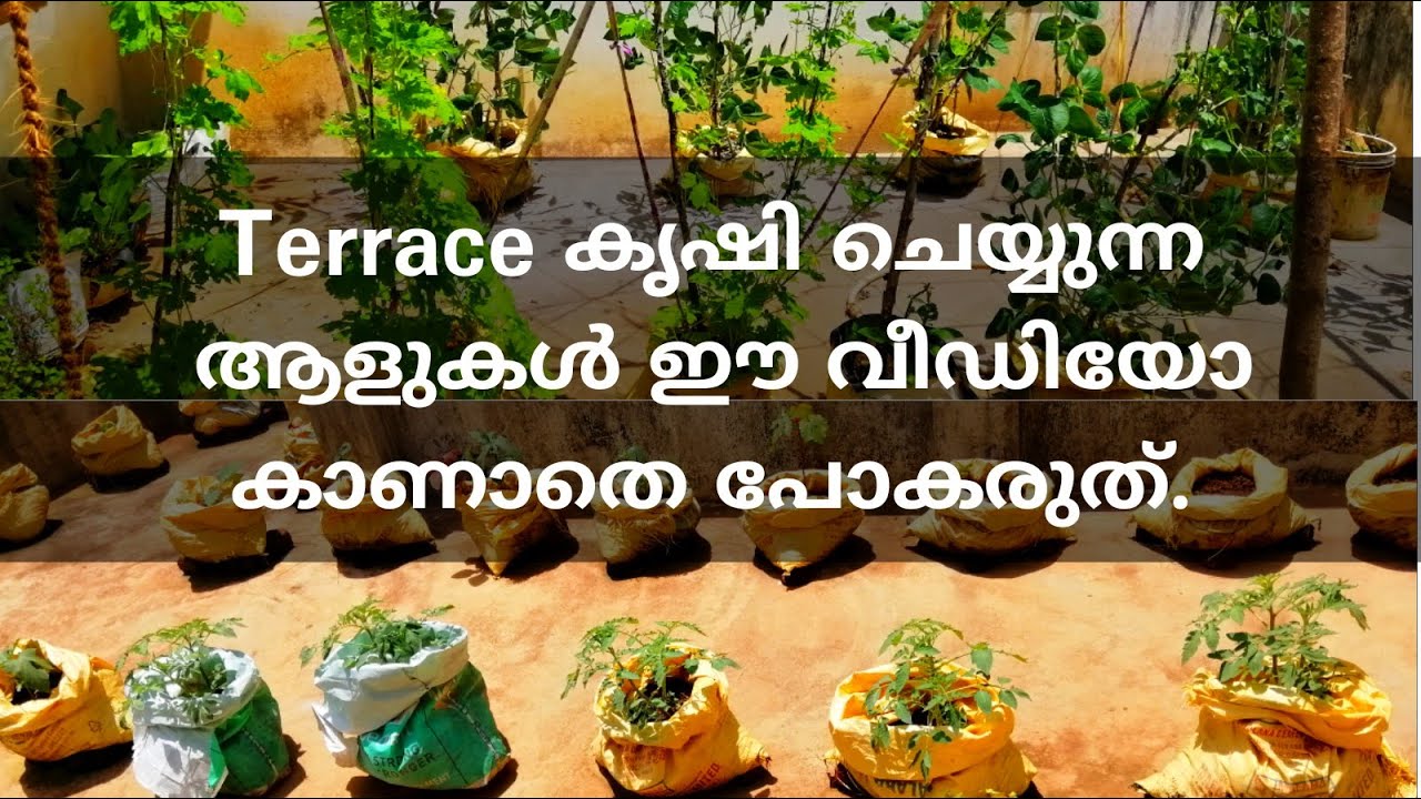 Terrace farming || how to set up terrace for vegetable gardening ...