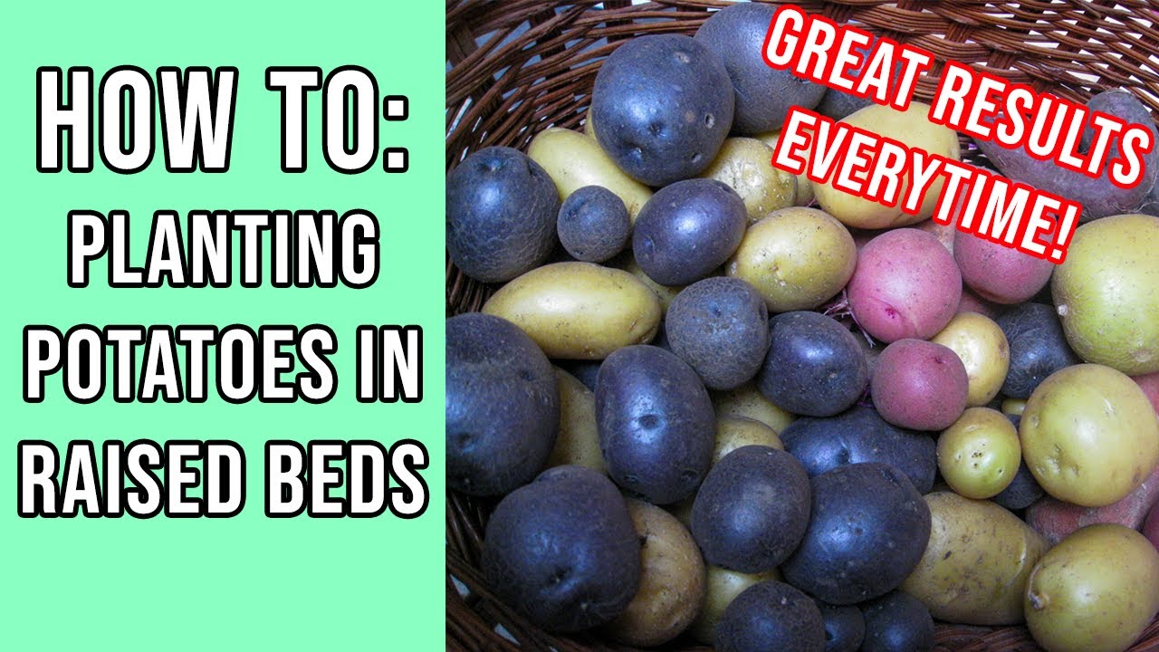 How to Plant Potatoes in Raised Beds for a Big Harvest - YouTube