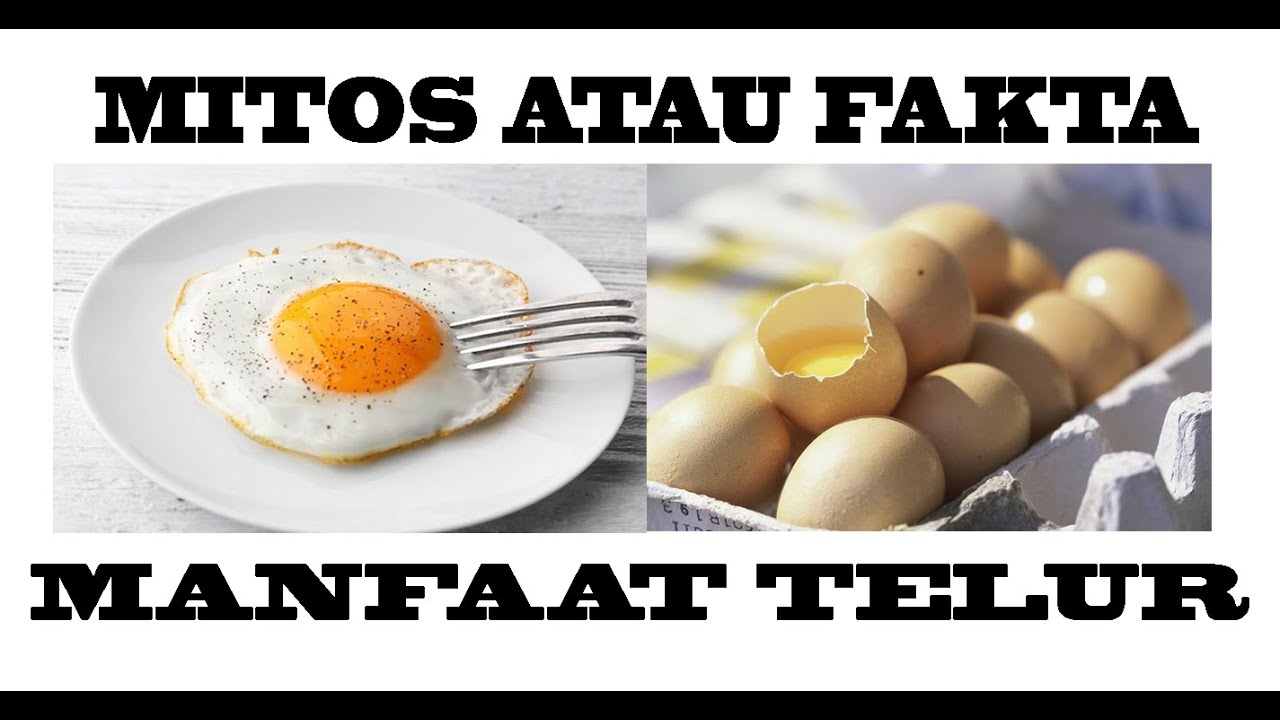 MITOS ATAU FAKTA I MAKAN TELUR SEHAT ATAU BERBAHAYA ? - YouTube
