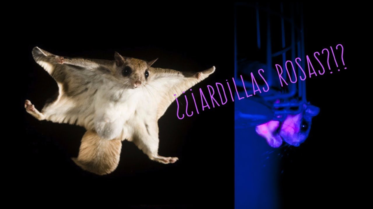 Ardillas rosas bioluminiscentes 🐿 - YouTube