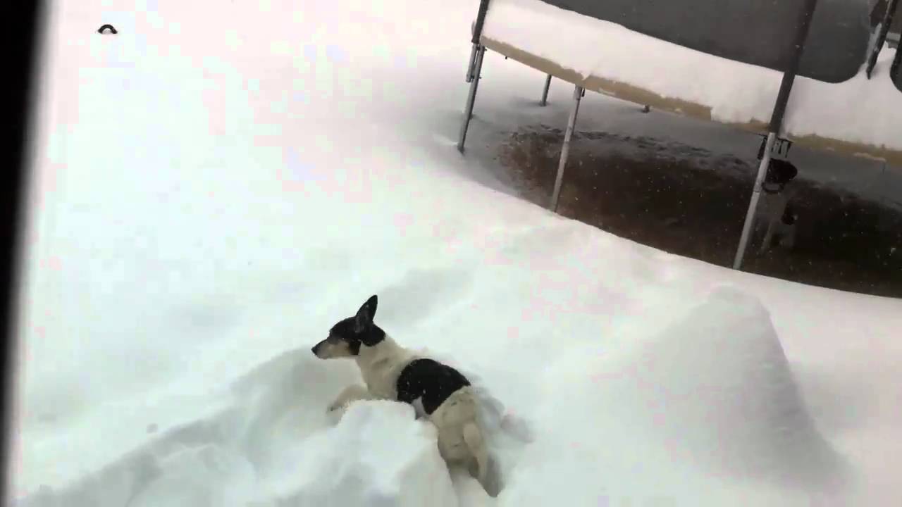 Short dogs peeing in a foot of snow - YouTube