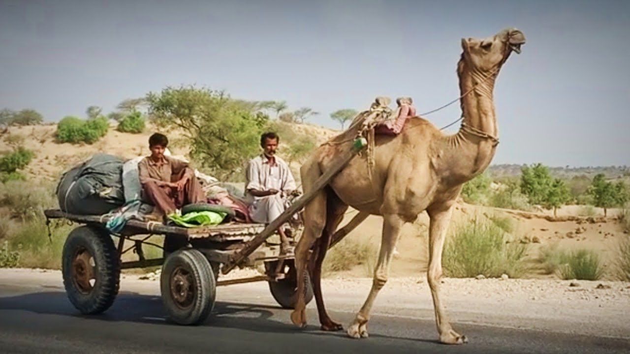 Beautiful Camel With Camel Cart At Road Of Thar Desert - YouTube