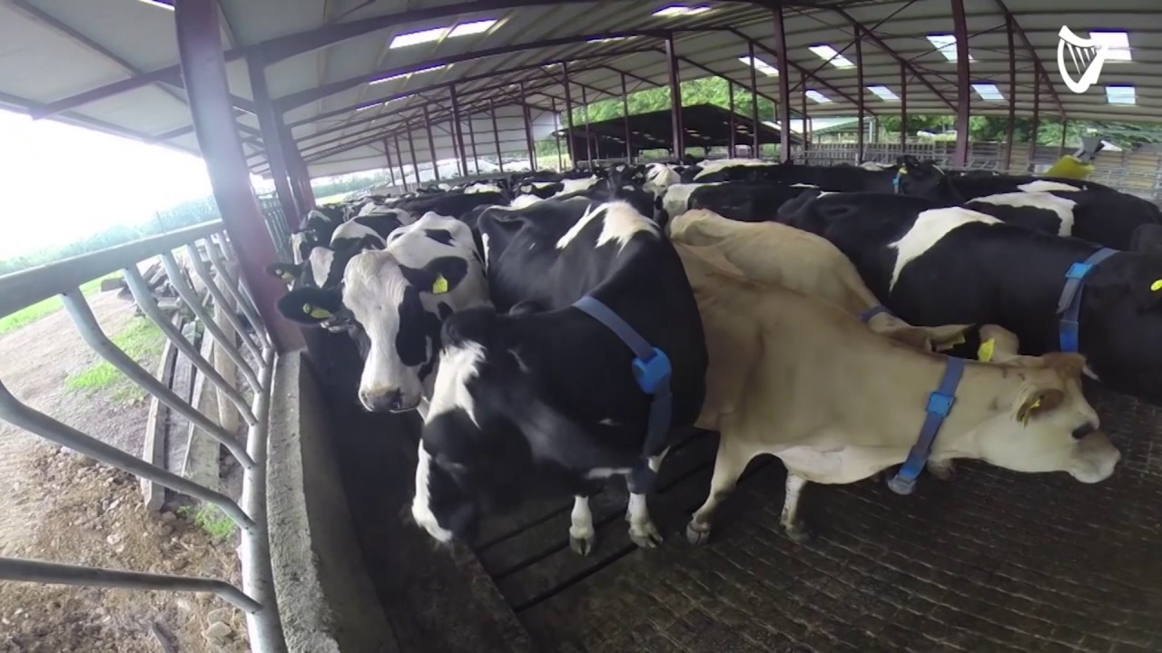 See inside one of the best dairy farms in Ireland - YouTube