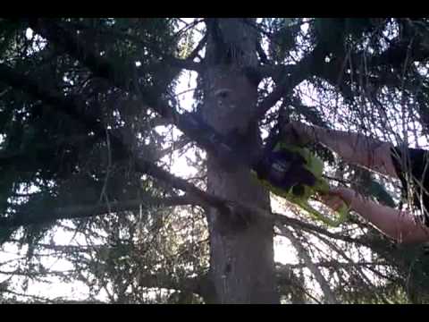 Dad cutting down pine tree branches with a chainsaw - YouTube
