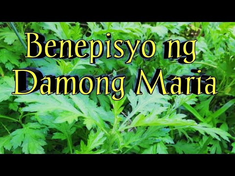 Health Benefits ng Damong Maria - YouTube