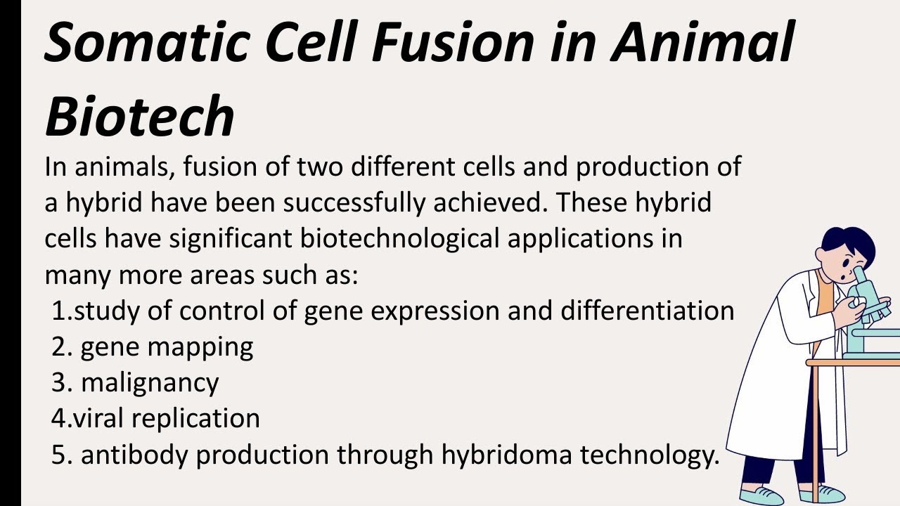somatic cell fusion in animal Biotechnology in hindi | somatic cell ...