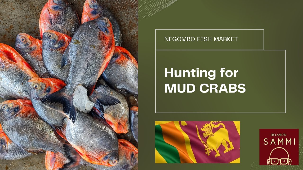 Searching for Fresh Crabs at Negombo Fish Market - YouTube
