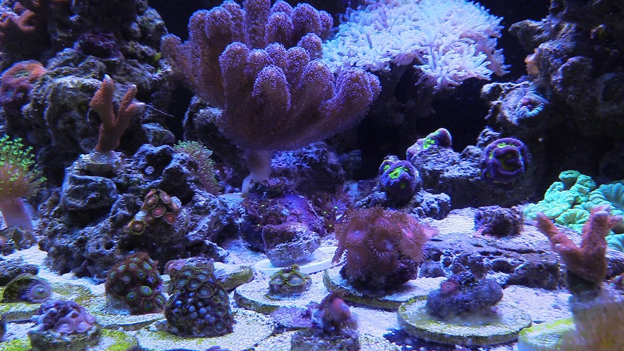 180G REEF SALTWATER AQUARIUM | CORAL REEF TANK UPDATE | NEW CORAL FRAGS ...