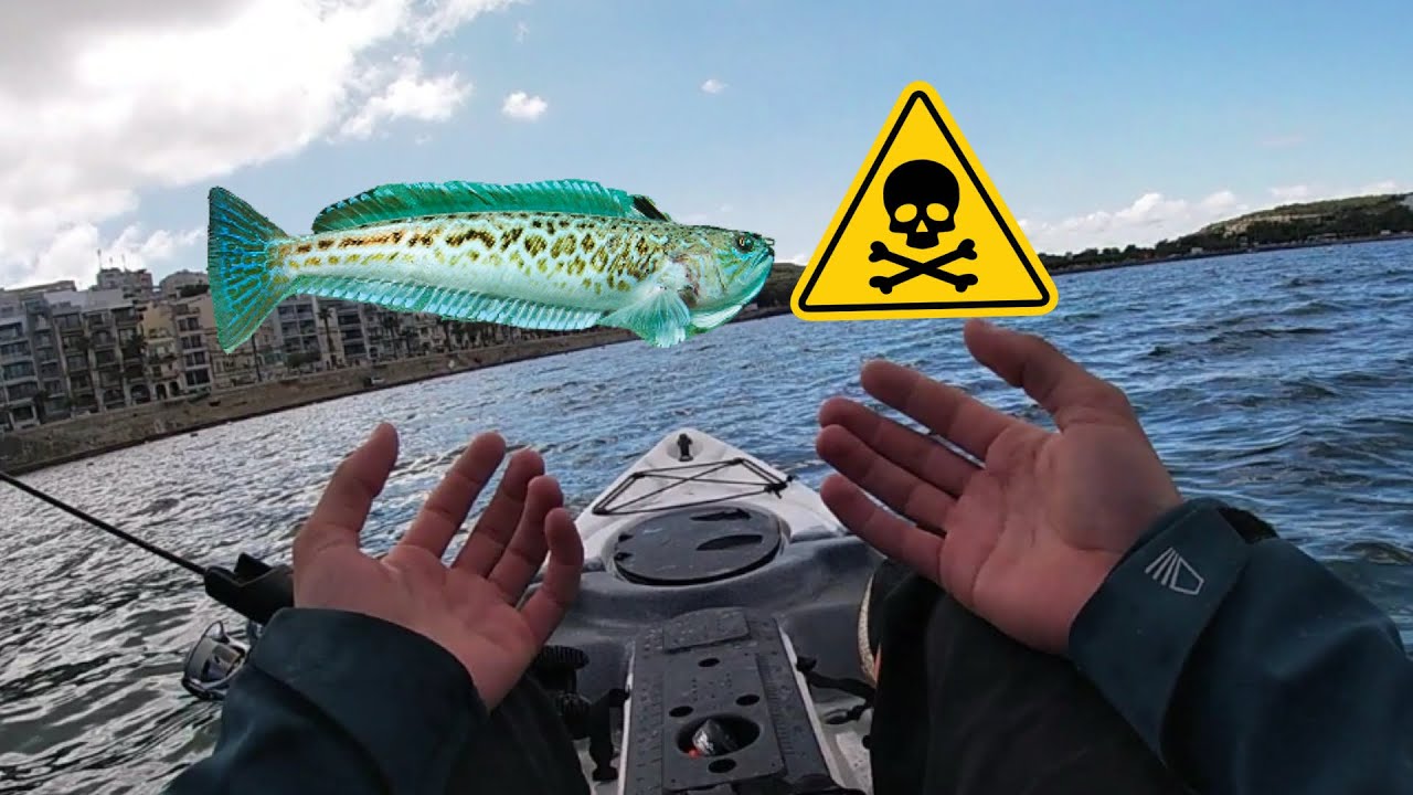 Stung By The MOST VENOMOUS Fish In The Mediterranean Sea (Brutal ...