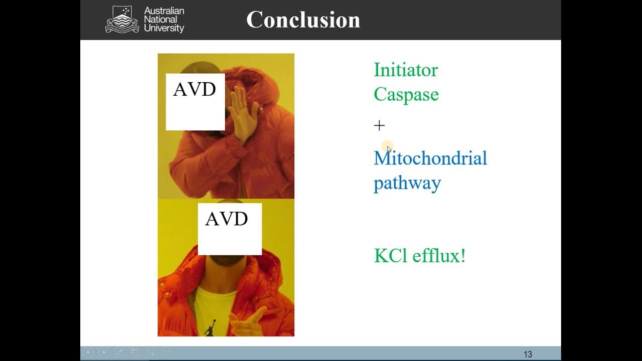 What Is Apoptotic Volume Decrease Regulatory Volume Decrease Youtube 4384
