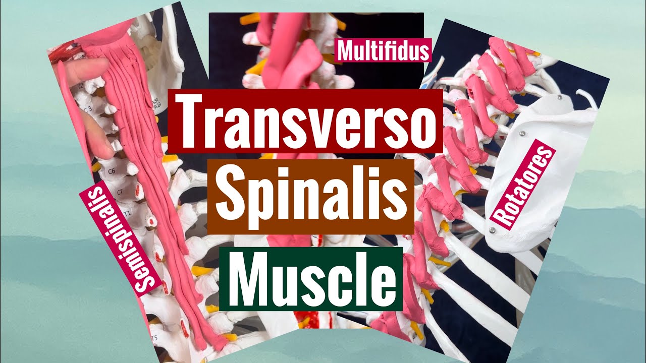 TRANSVERSO SPINALIS MUSCLE, ORIGIN AND INSERTION - YouTube