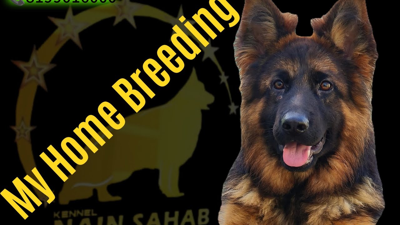 My Home Breeding German Shepherd Pups Watch Full Video to Know what is ...