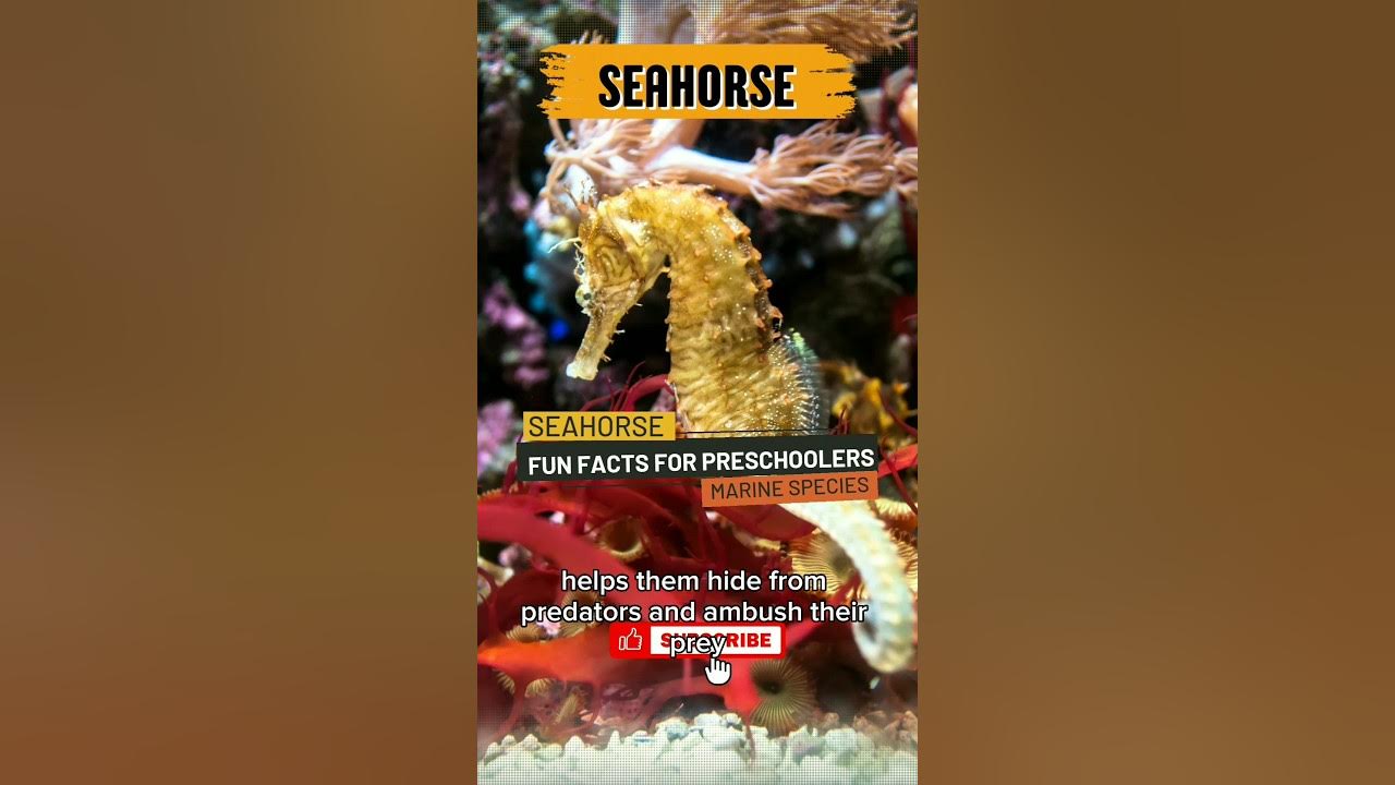 Seahorse Fun Facts For Preschoolers YouTube seahorse-fun-facts-for-preschoolers-youtube