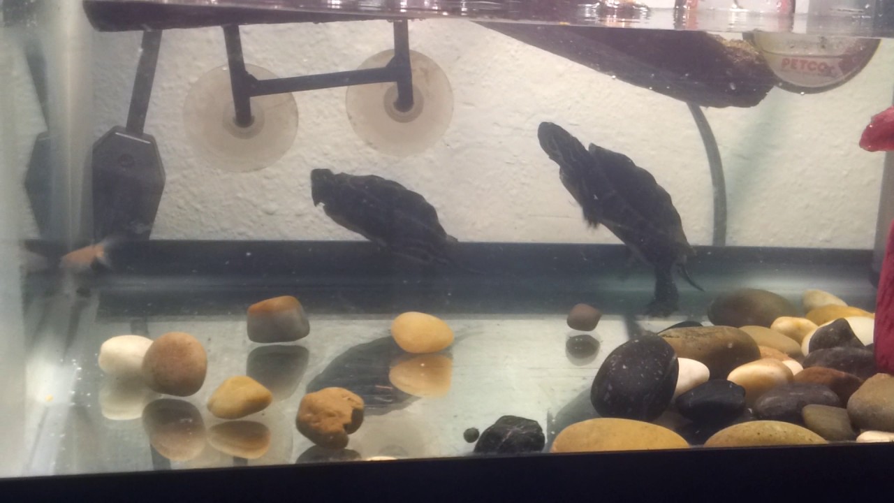 Turtles chasing fish part 4 - YouTube