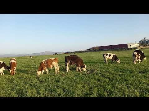 HAYVANCILIKTA ZOR GÜNLER ZOR OYUNU BOZAR