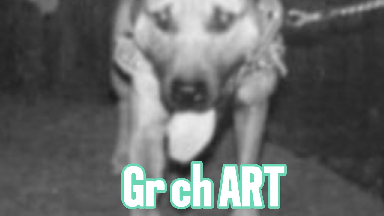 Gr Ch Art #pitbulls #apbt #dogbreed - YouTube