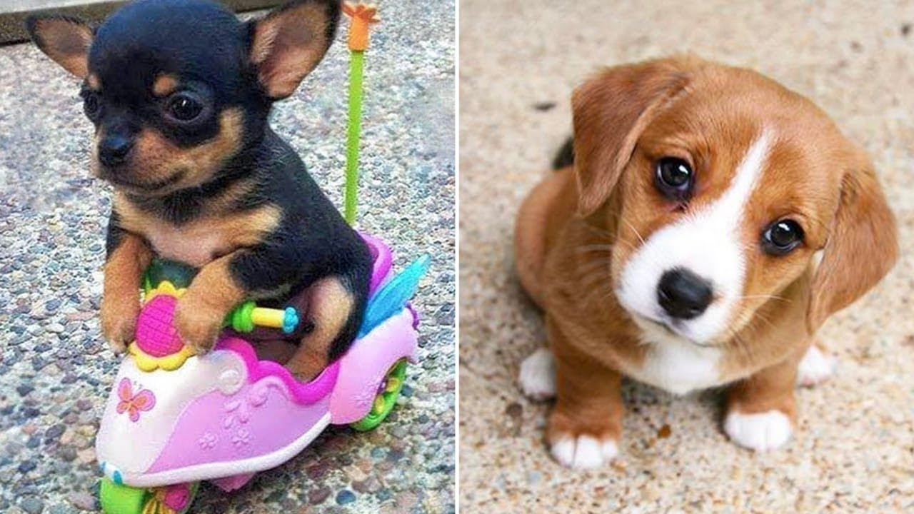 Cutest and Funniest Baby dog video compilation - YouTube
