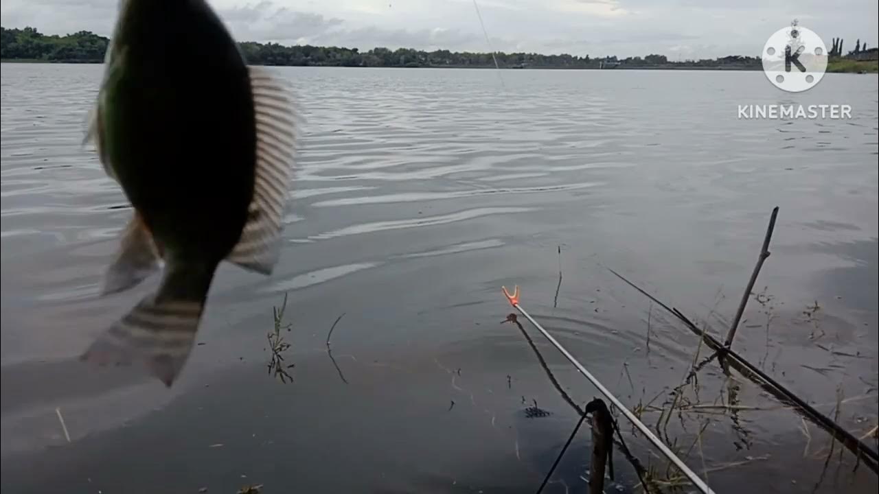 mancing waduk ketro terbaru 2024, bagaimana hasilnya ? !! - YouTube