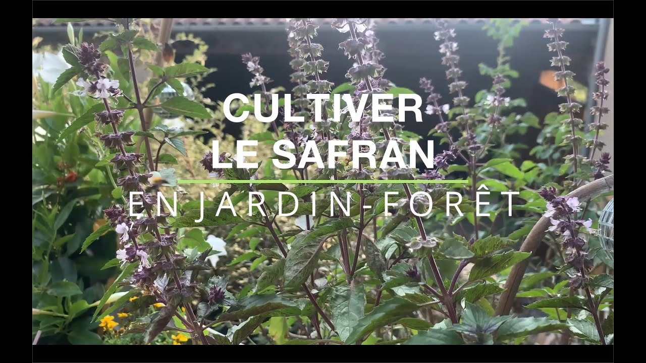 Le safran se cultive très bien en France ! Conseils de culture et ...