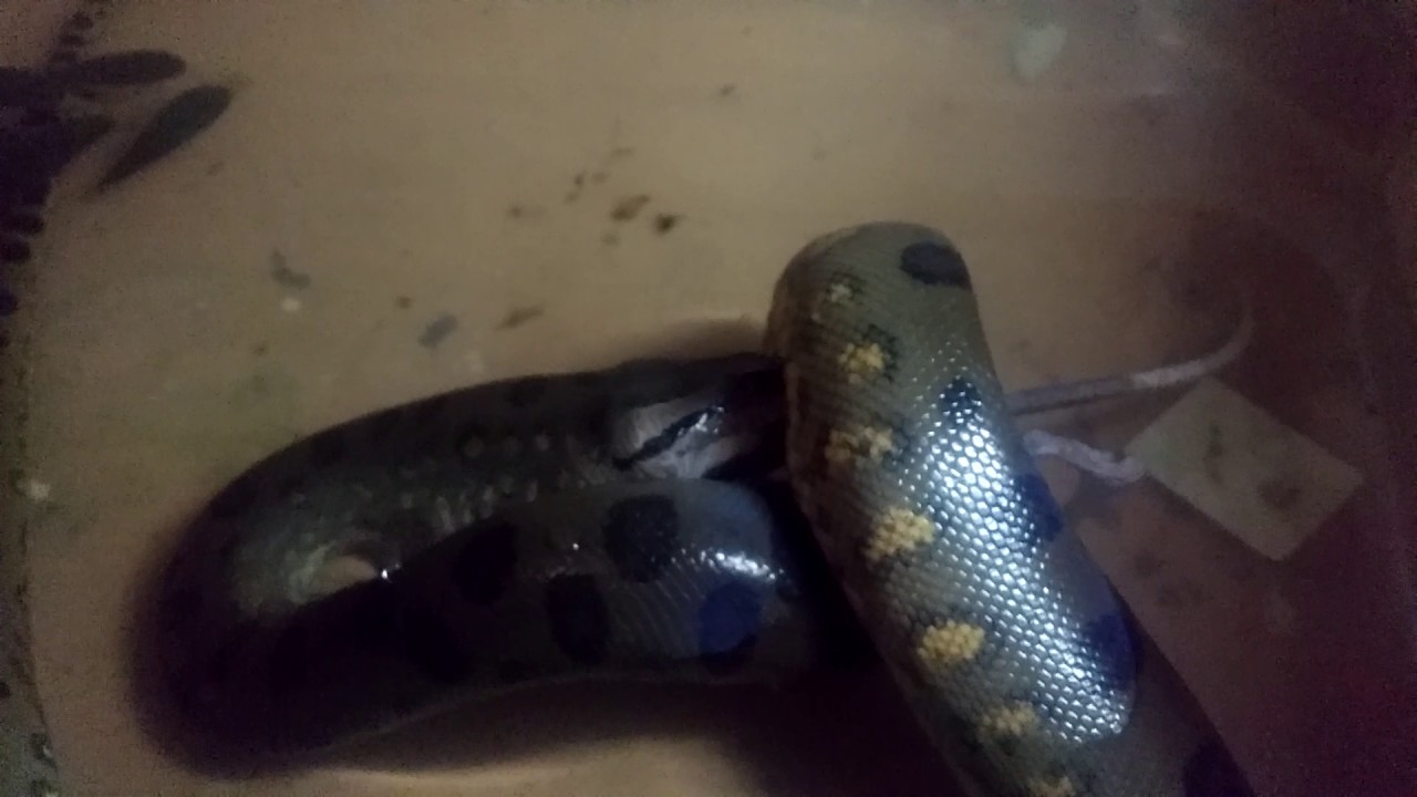 Green anaconda-Baby female - YouTube
