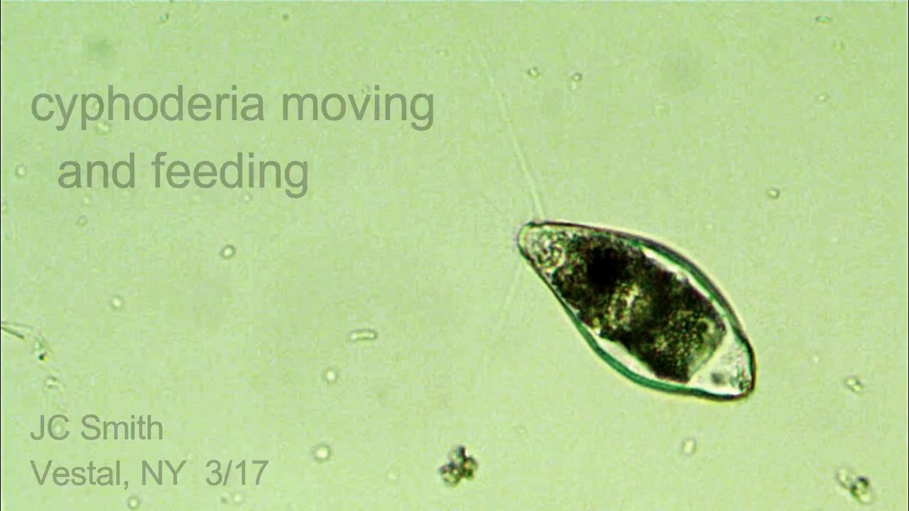 cyphoderia - filose pods aren't just for walkin' - YouTube