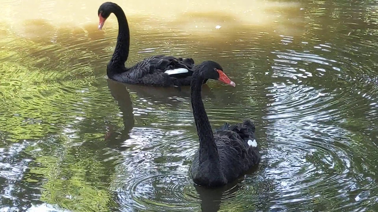 2 Black Australian Swans Enjoy Peaceful Lake & Singing Birds at Swan ...