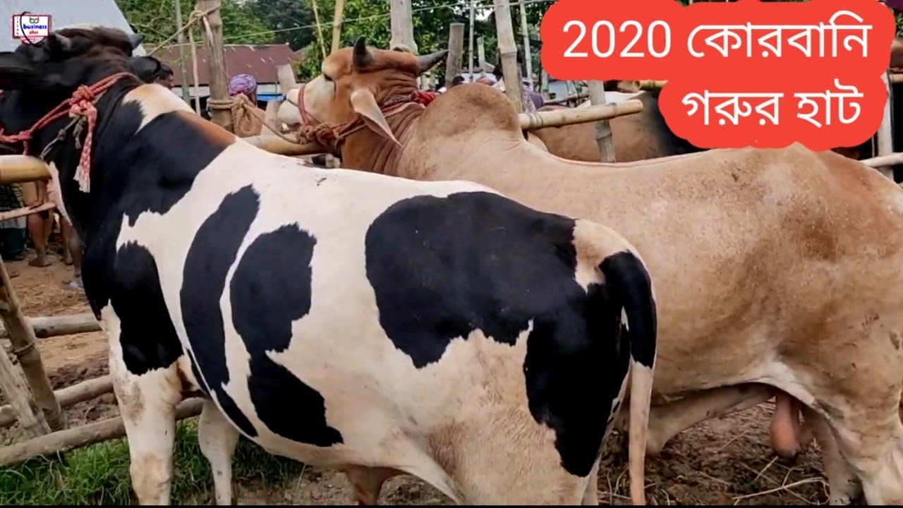 আজ রবিবার 19জুলাই/2020 কোরবানির পশুর হাটে ষাড় গরুর দাম জানুন/2020 cow ...