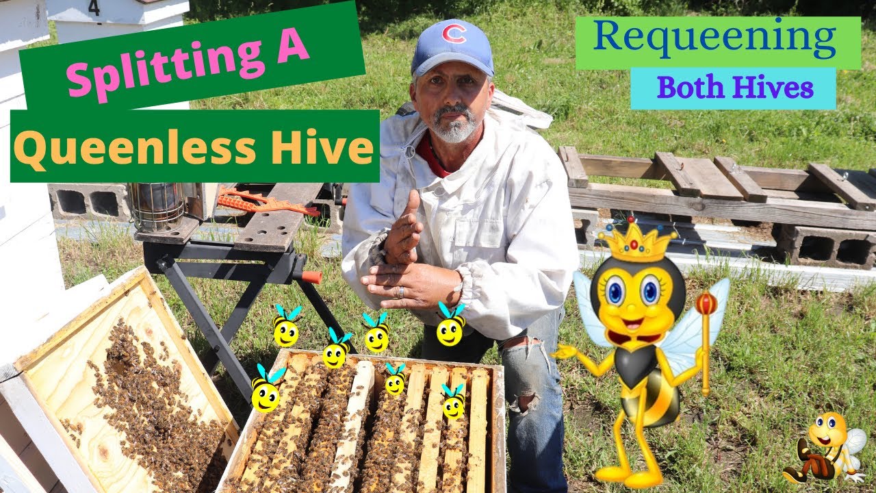 How To Requeen A Queenless Beehive ( June 2020 ) - YouTube