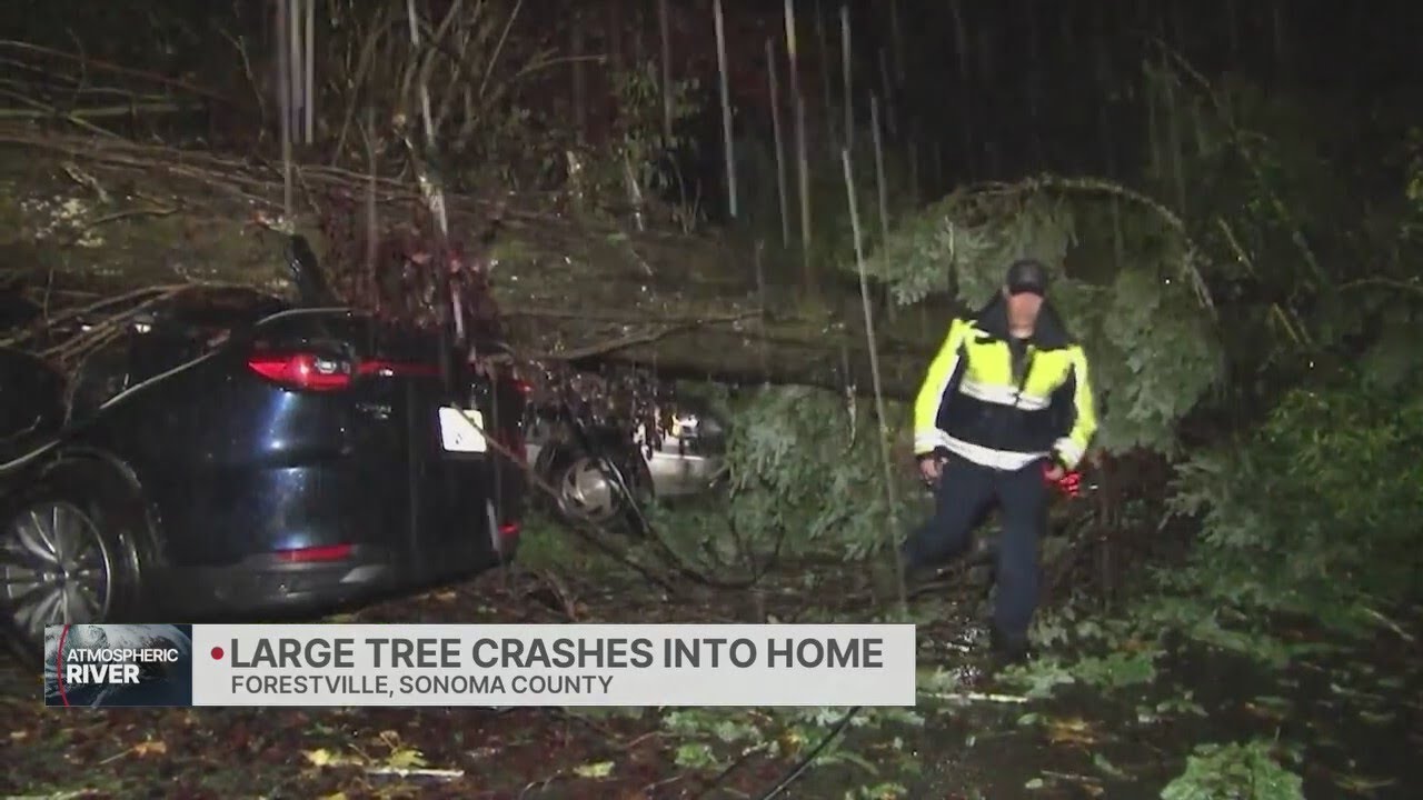 Large tree crashes into home in Forestville - YouTube