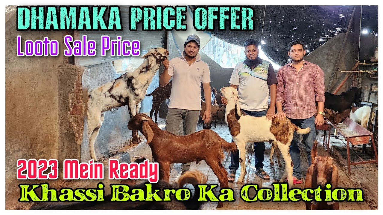 Dhamaka Price Ab Khassi Bakro Per SM CATTLE & GOAT FARM | Looto Offer ...