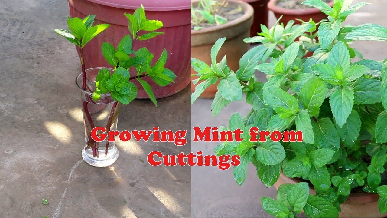 How to grow mint quick and easy method | Green Garden - YouTube