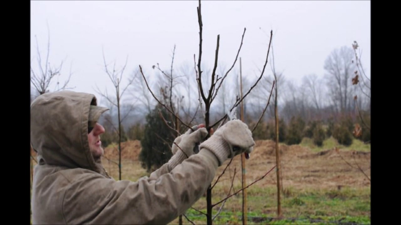 Explaining How to Trim Ornamental Pear Trees At Highland Hill Farm ...