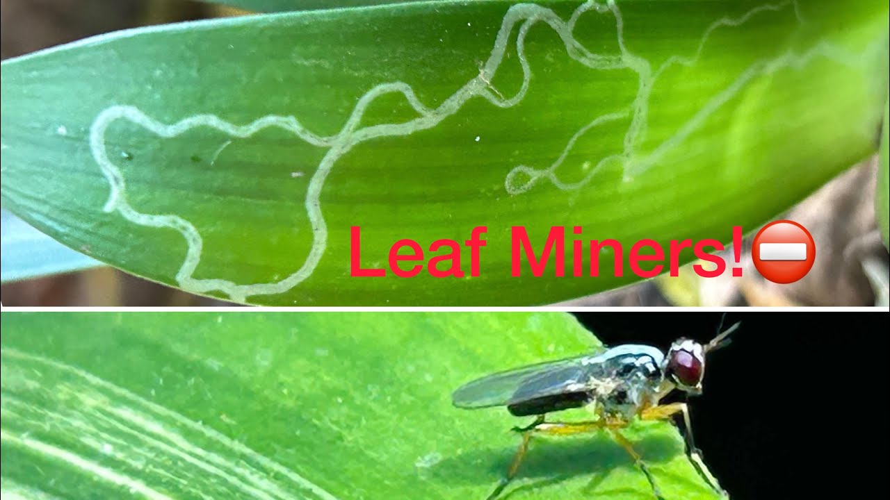 Leaf Miners! - YouTube