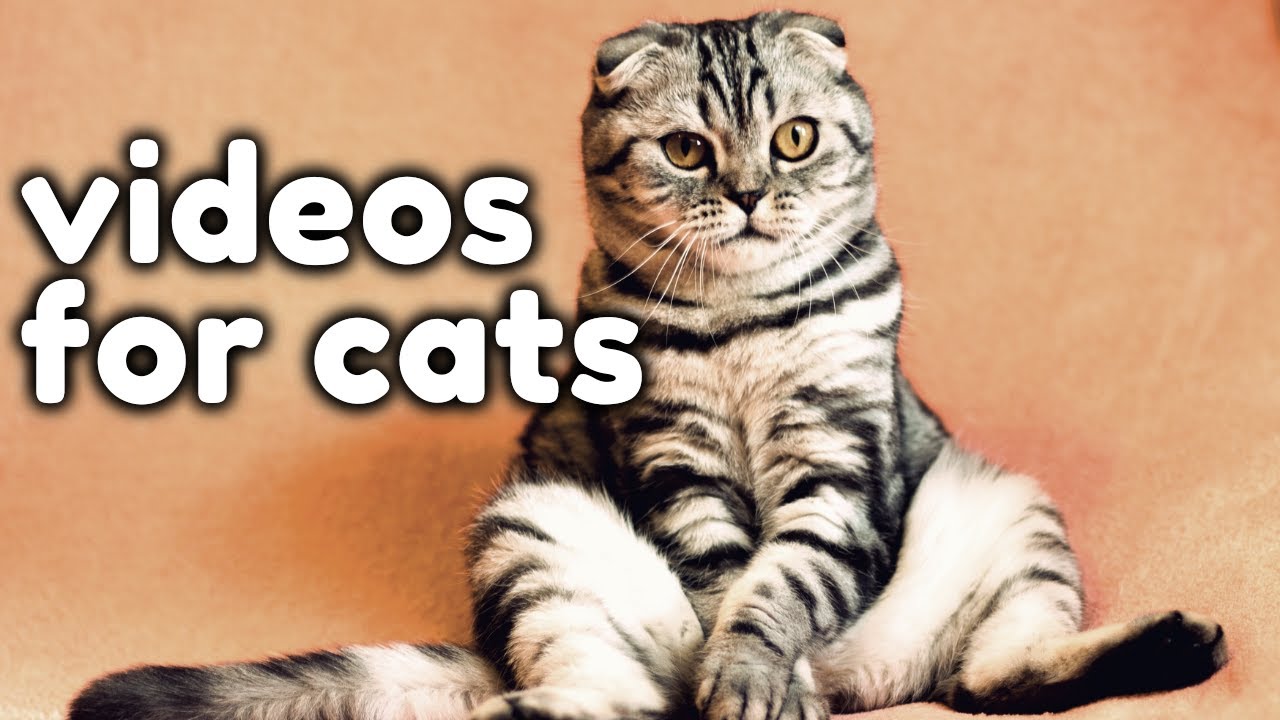 Videos for Cats - Video for Cats to watch wildlife - Videos for Cats ...